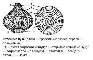 Выращивание семейного лука, крупный семейный лук, резка семейного лука
